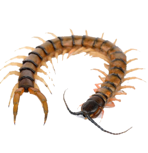 Çiyan İlaçlama – Böcek İlaçlama